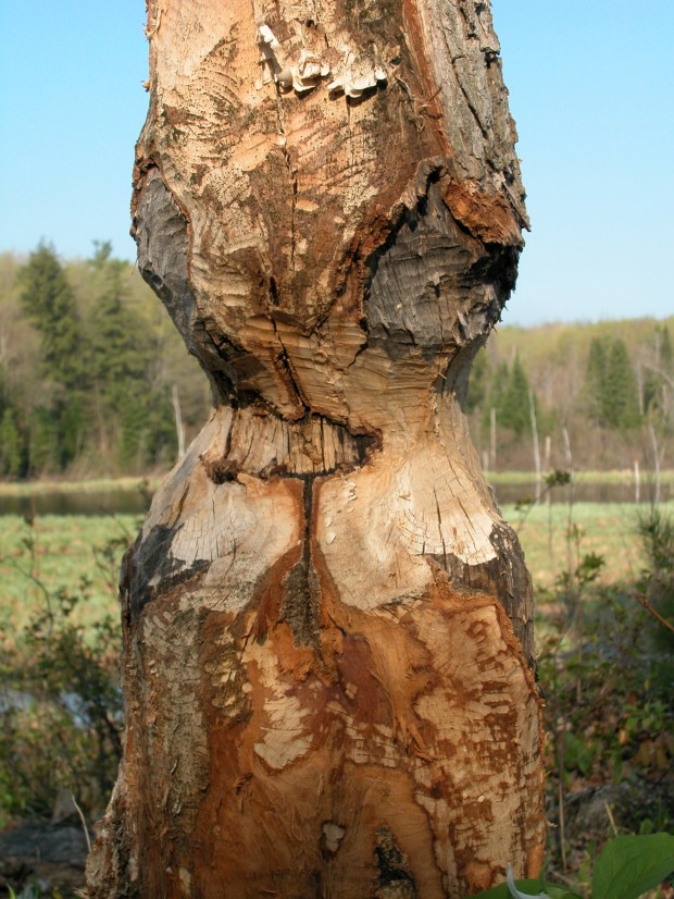 Beaver Removal - Texas Wildlife Control